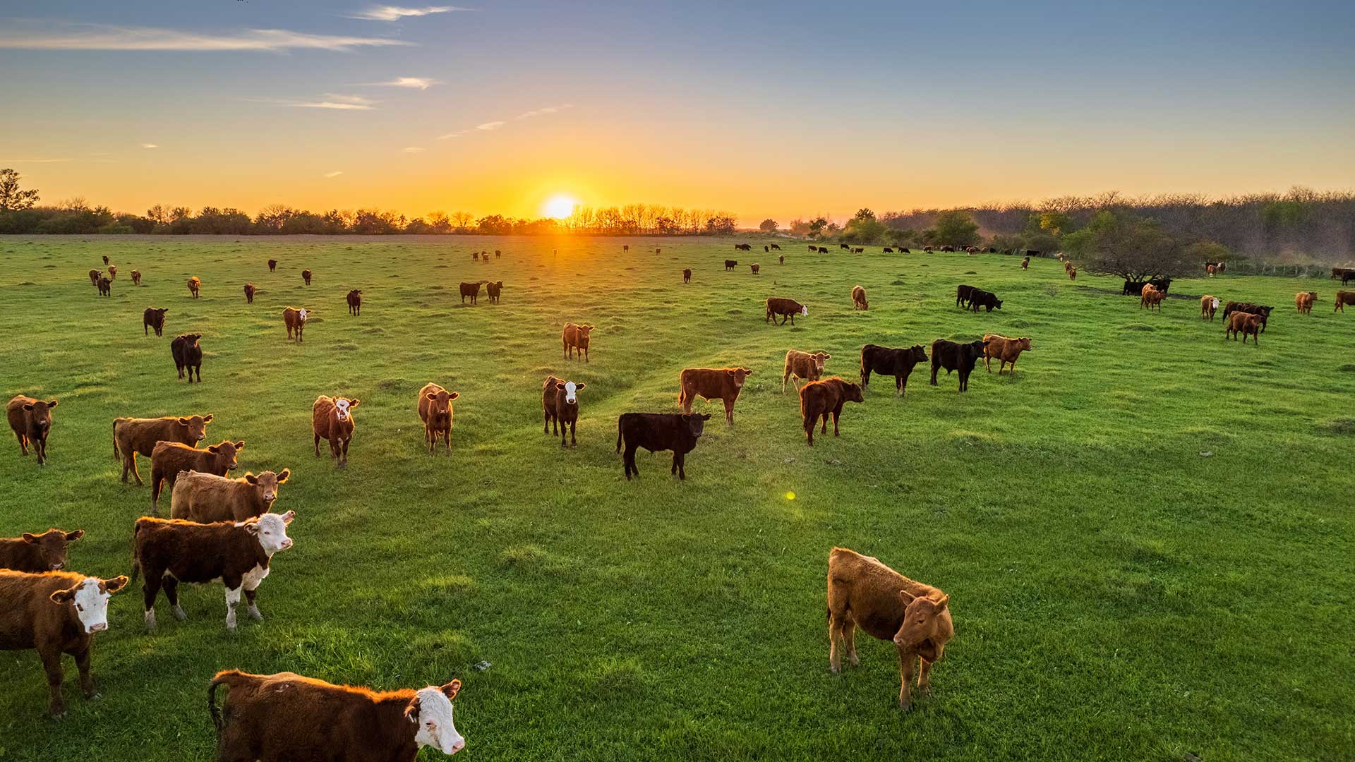 HG Meat Packing | Ethical Meat Processing